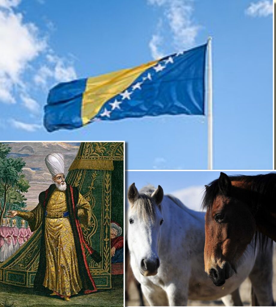 BiH bez aga i konja | 369 Portal